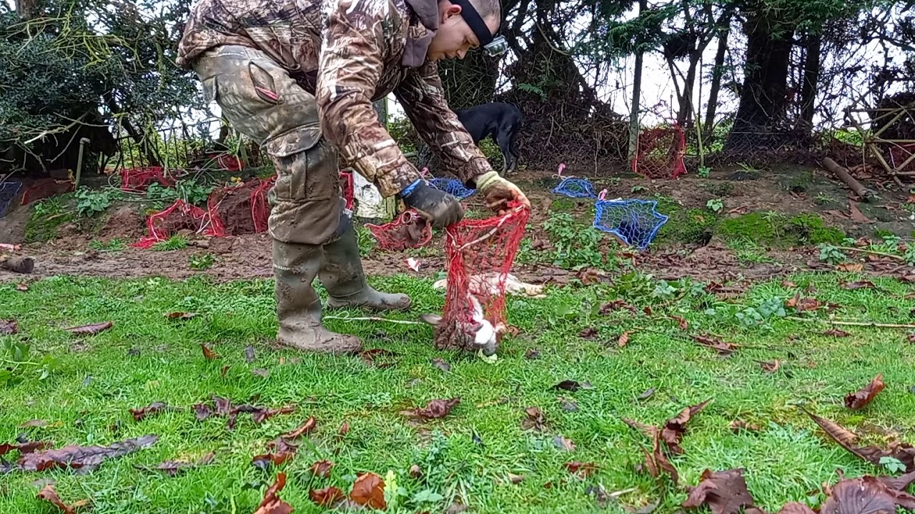 ferreting in Essex 1 set 1 ferret 5 rabbits #rabbitscapured - YouTube