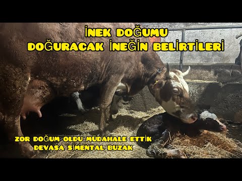 İnek Doğumu!! İneğimiz Zor Doğum Yaptı Yardım Ettik Devasa Simental Buzak!! Doğuracak Hayvanın Hali