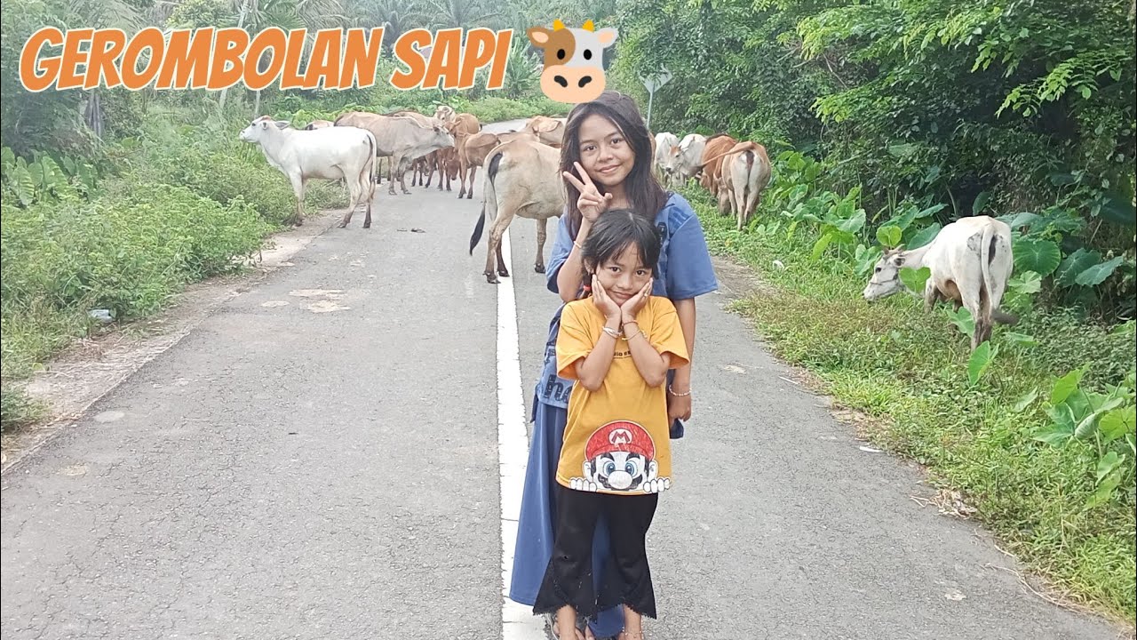 CAHAYA DAN ARUMI MELIHAT GEROMBOLAN SAPI BANYAK BERKELIARAN 🐮😲 - YouTube