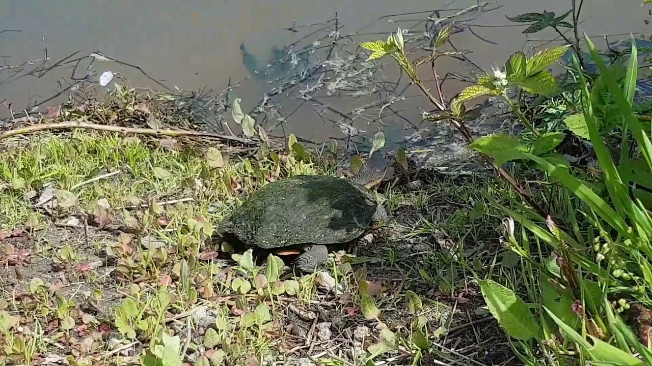 Eastern long neck turtle - YouTube