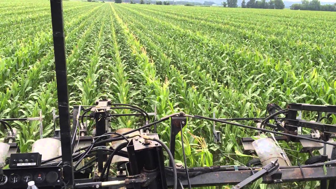 2014 Detasseling Hartung Brothers Seed Corn - YouTube