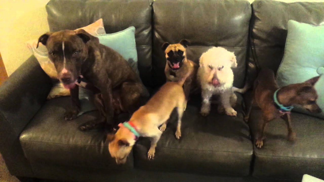 Woofs, Wiggles and wags dogs - YouTube