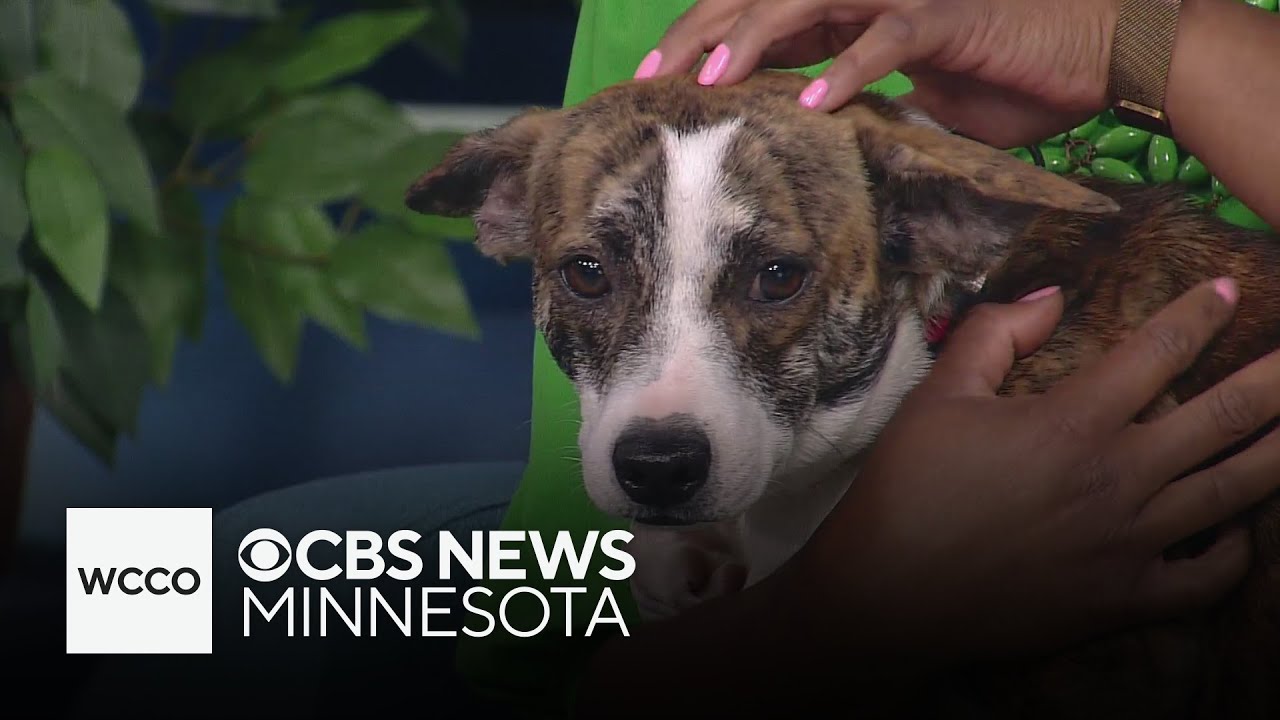 Here’s why you should adopt a mutt! - YouTube