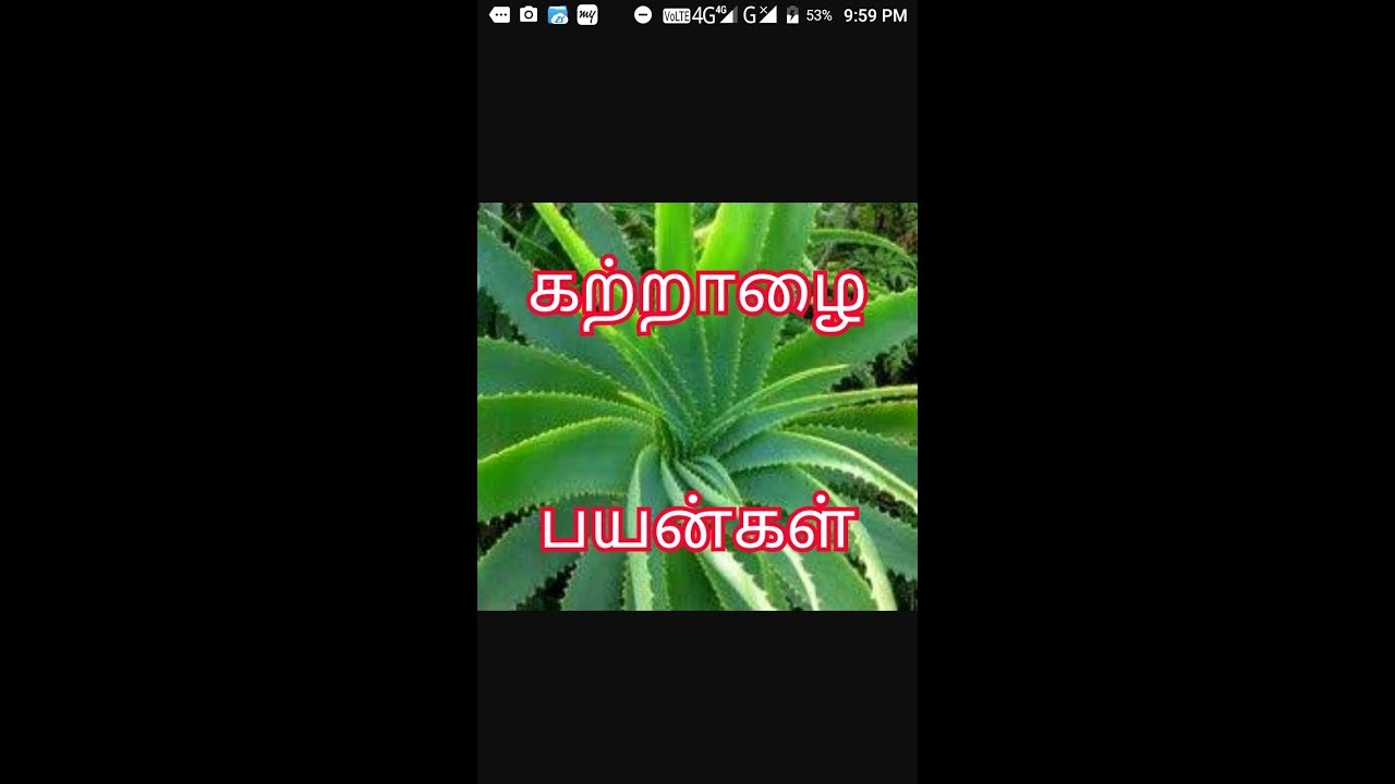 Katralai benifits in tamil [கற்றாழை பயன்கள்] aloe vera benifits tamil ...