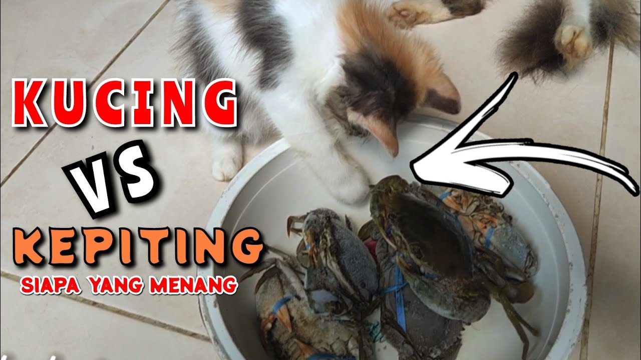 Kucing Lawan Kepiting Rawa Super Jumbo - YouTube