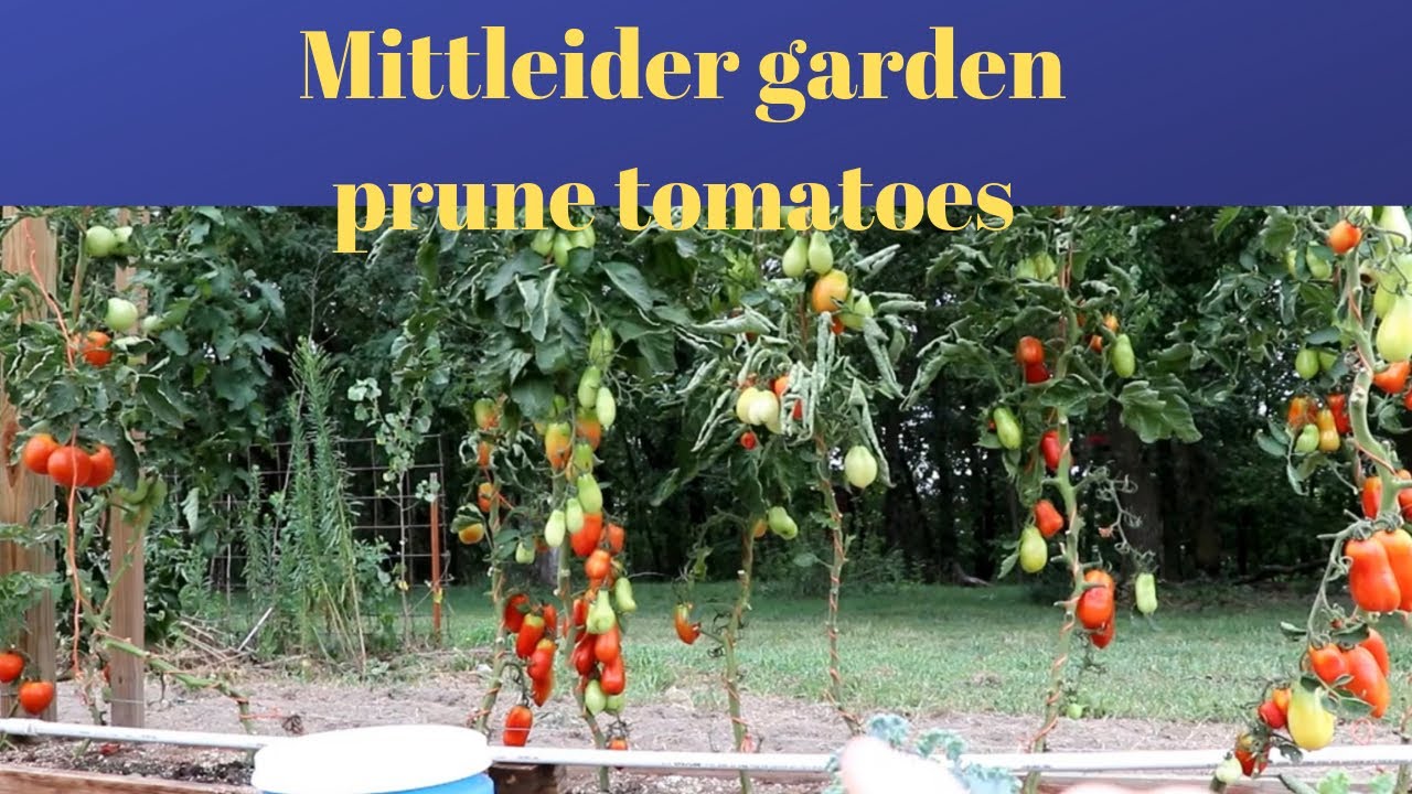 Vertical Gardening With Mittleider Method