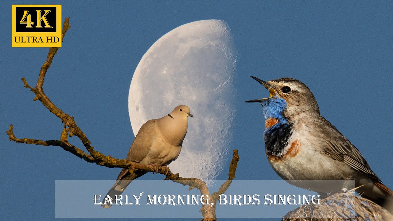 early morning, birds singing - YouTube
