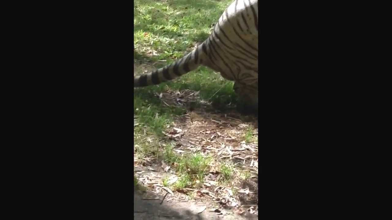 Peeing white tiger - YouTube