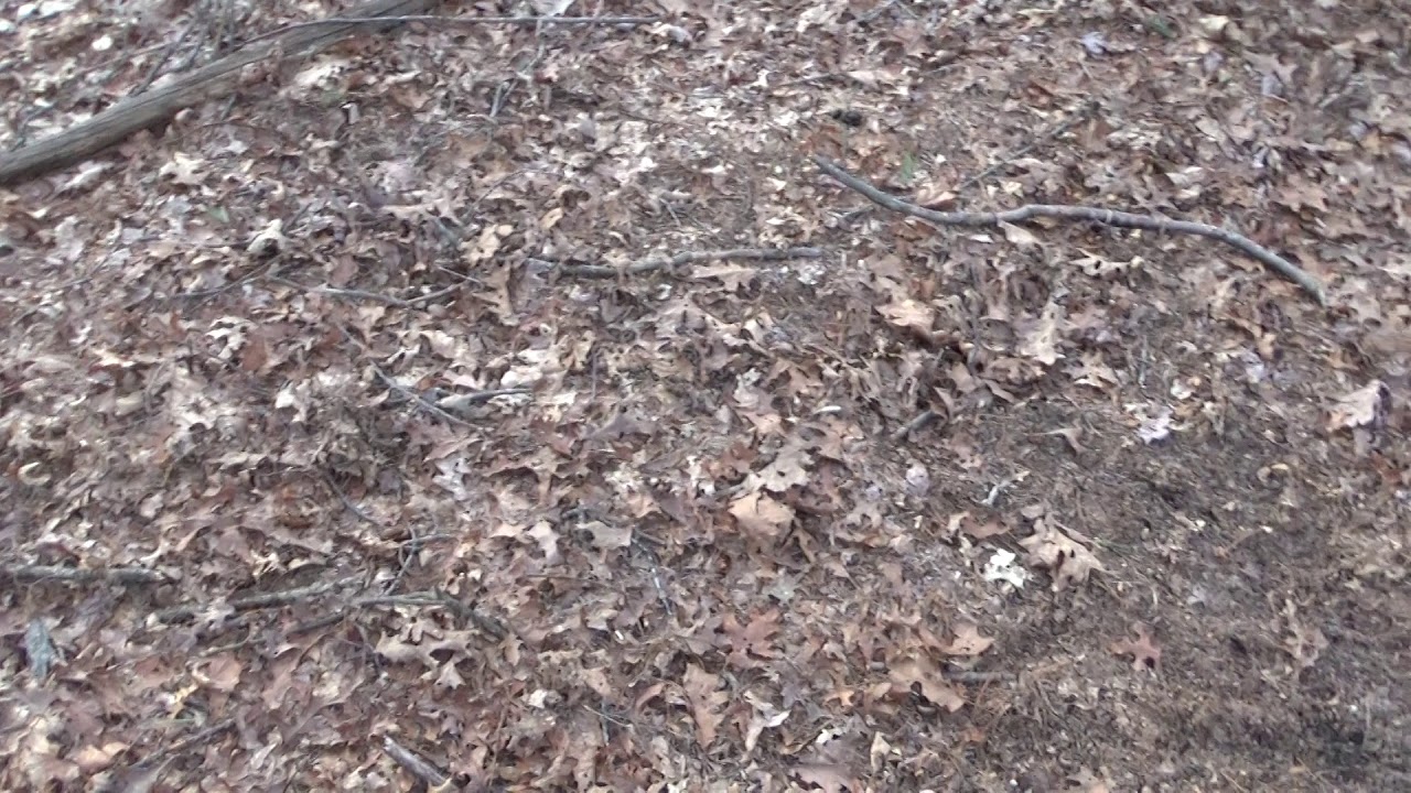 2019 Fresh scrape tree job Ash - YouTube