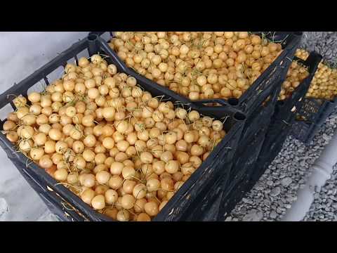 Gilasları Qazele yukleyib Bakıya yola salırıq! Qiymetleri de ustunde