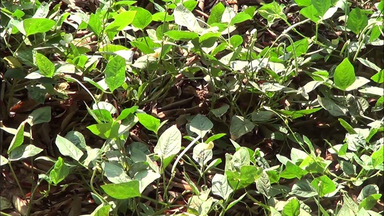 Cowpea Field - YouTube