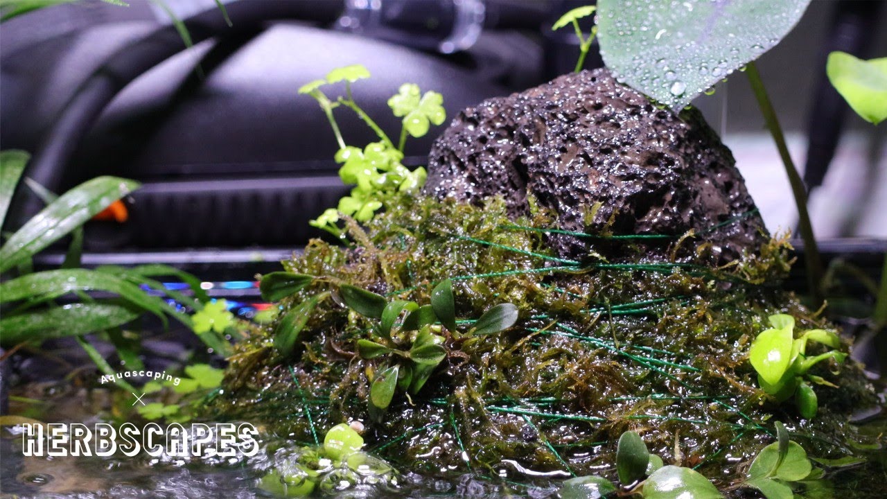 This Tropical Freshwater Pond Will Blow Your Mind !!!!!!!! - YouTube