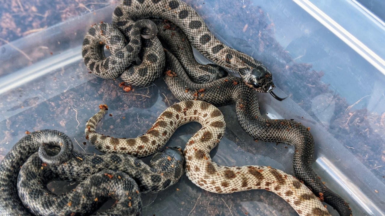 Baby Arctic Hognose Snakes Have Hatched (Part #2) - YouTube