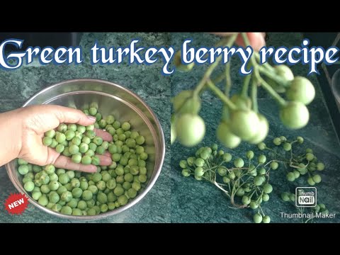 Green turkey berry dish | Junglee baigan recipe | kutumba fry | how to ...