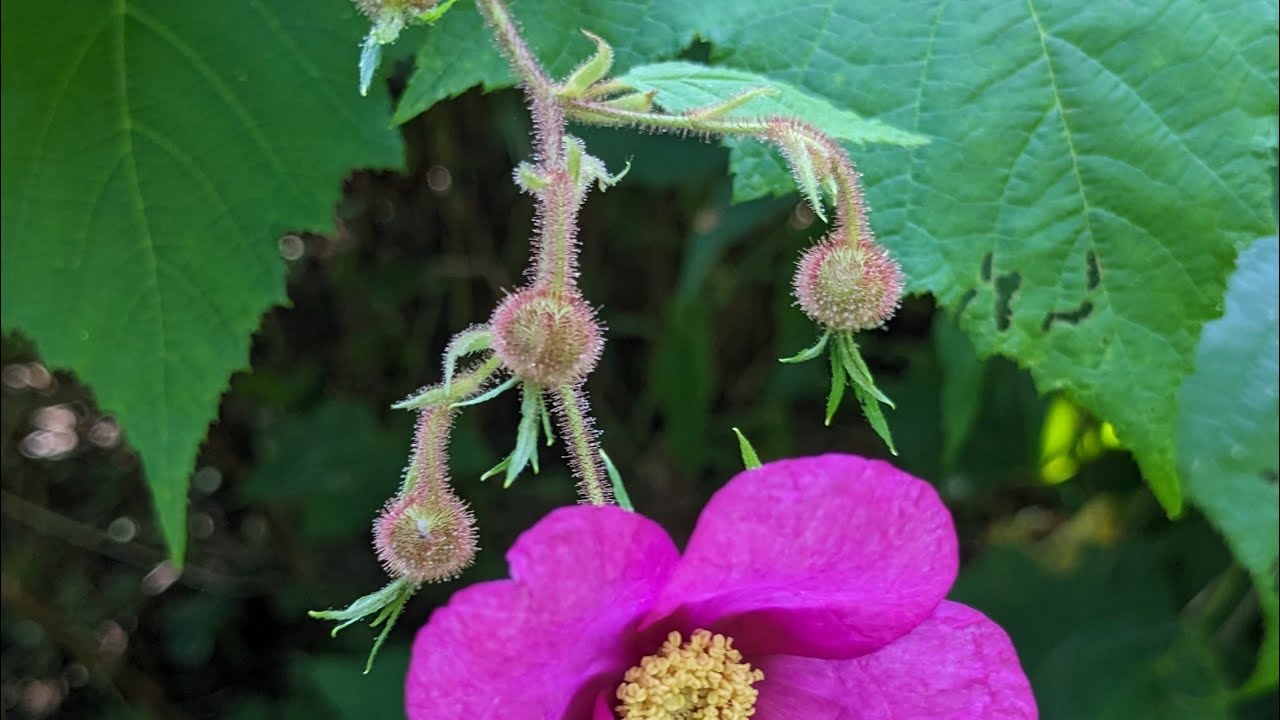 Thimbleberry - Magical plant - YouTube