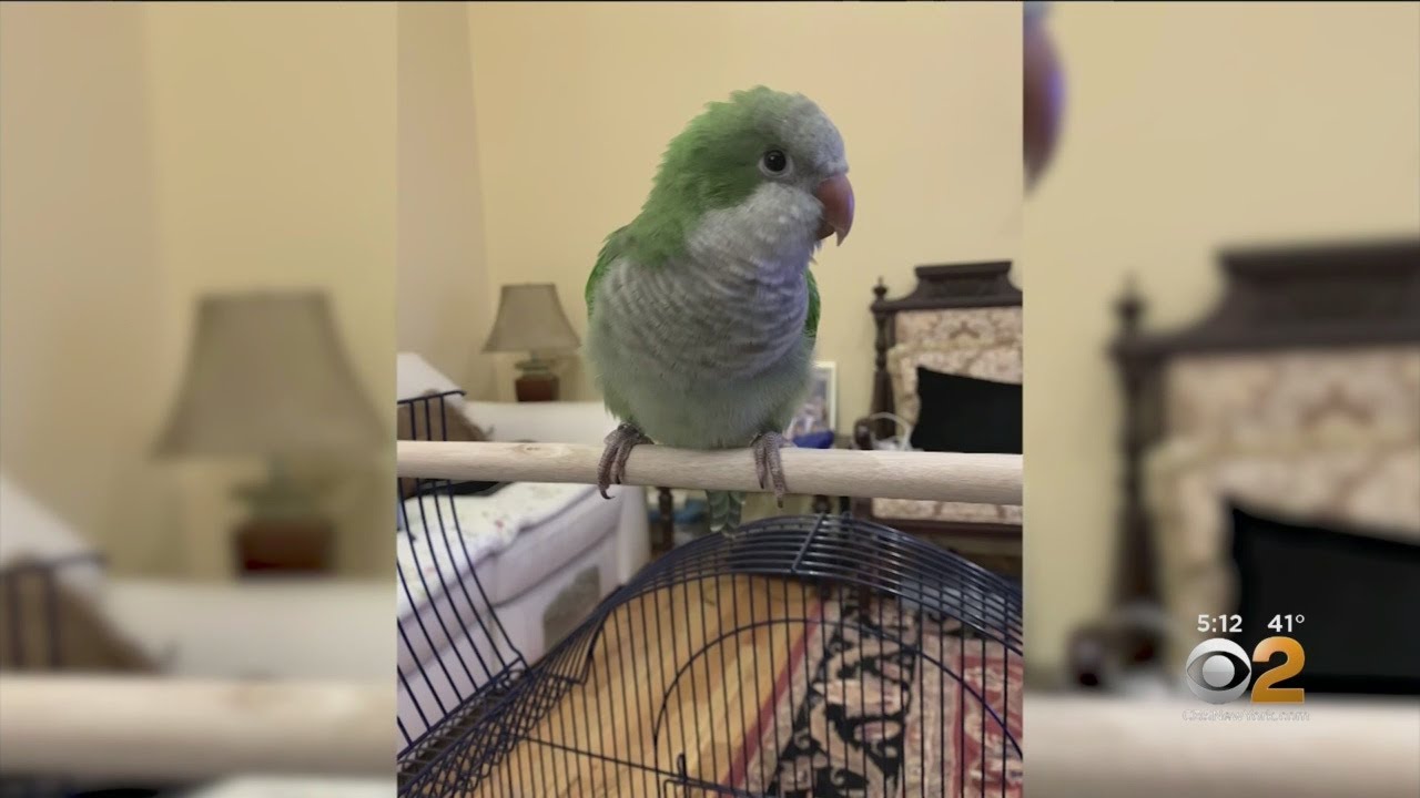 Pet Parrot Dies After Being Mistakenly Taken By Stranger At Pet Shop ...