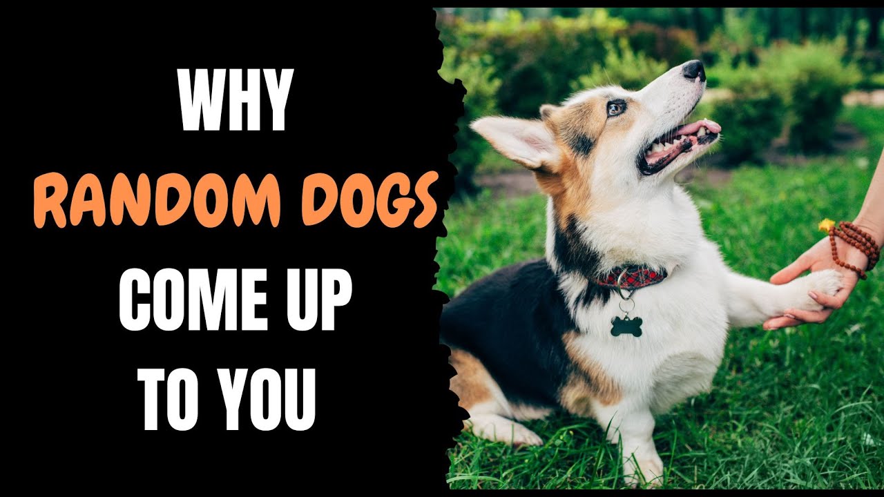 Do Random Dogs Often Come Up To You? Here Is Why - YouTube