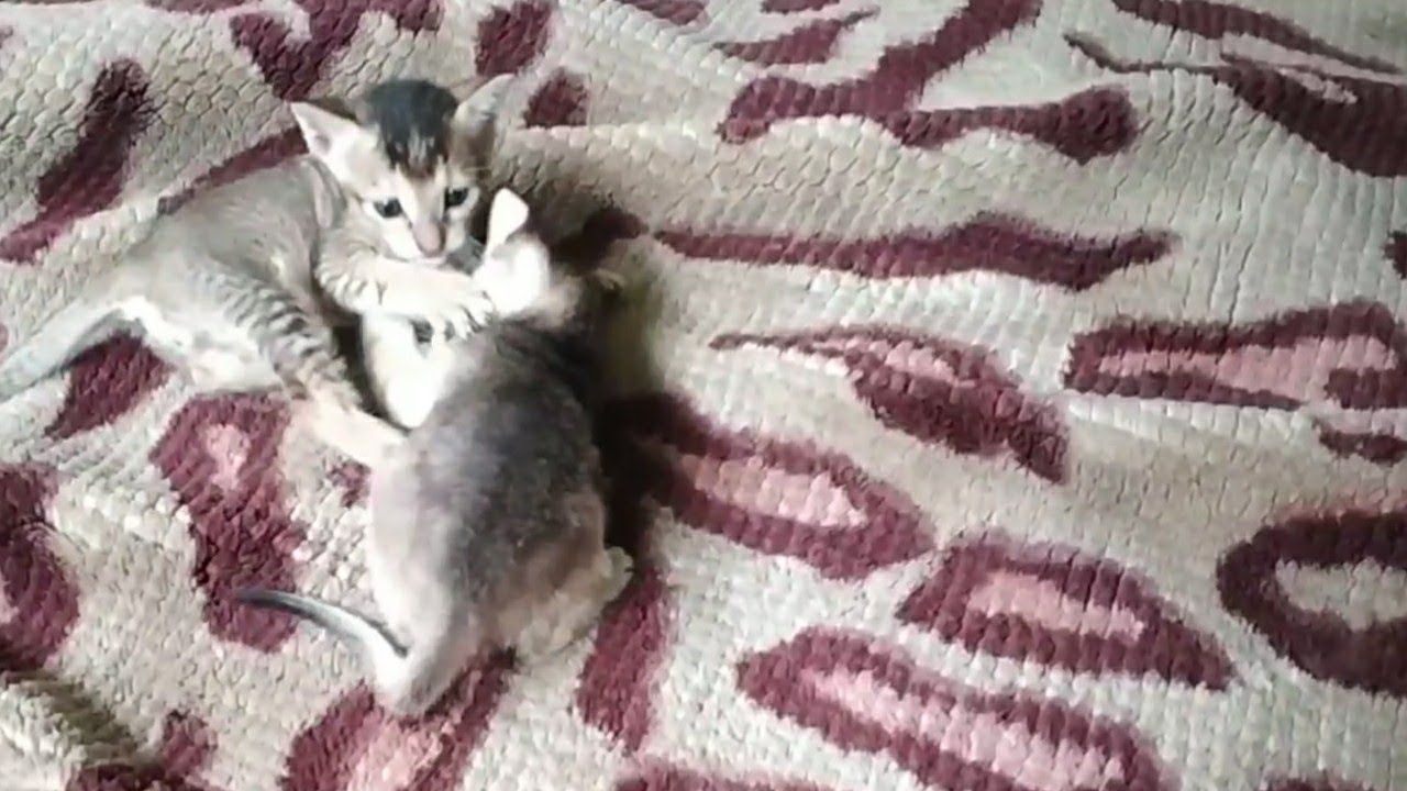 fight between kitten | fight between cats baby | cats baby - YouTube