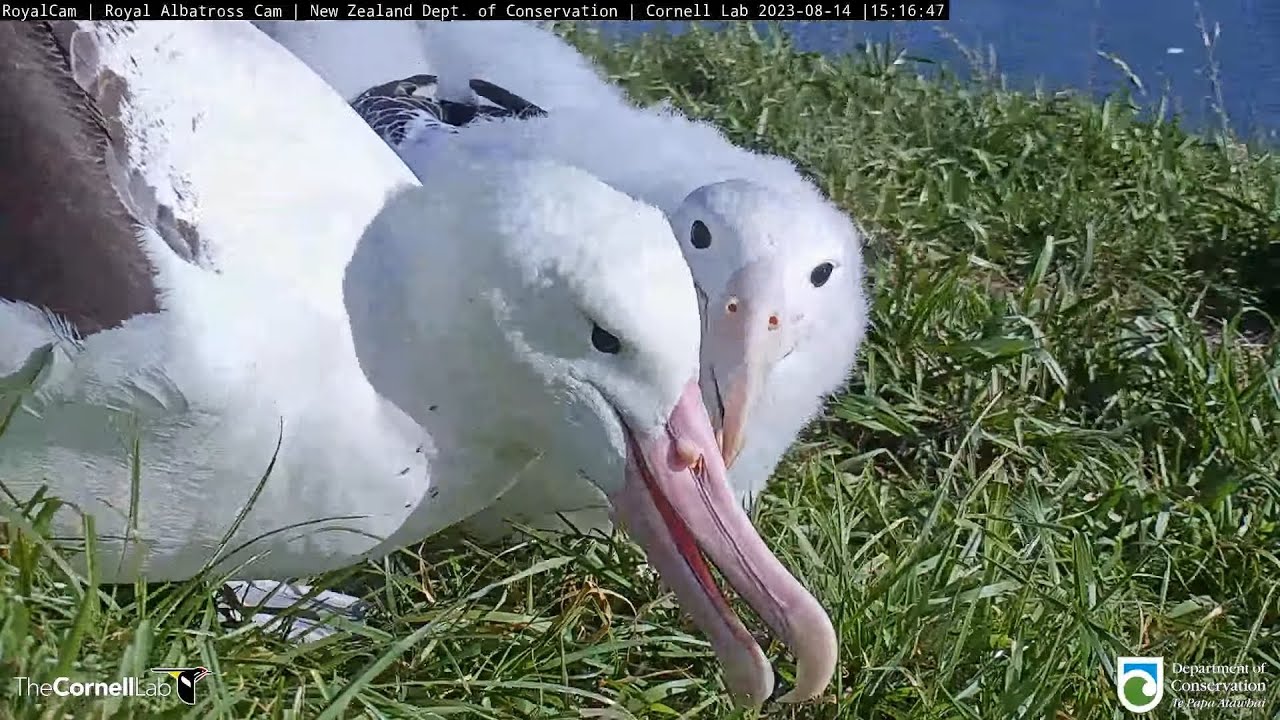 23.08.14 Royal Albatross Cam - Manaaki很高興爸爸GLY回來 Manaaki was very happy ...
