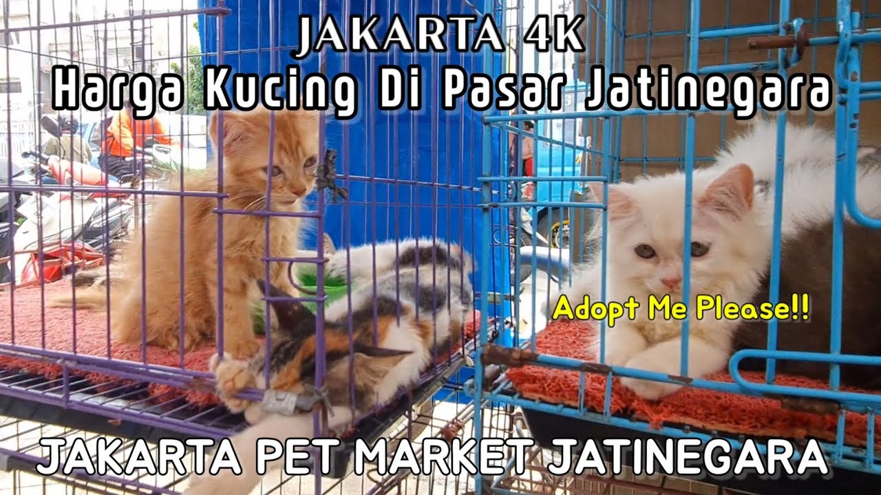 Kucing Hutan Untuk Dijual