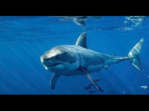 Un beau requin blanc à quelques km de Marseille - YouTube