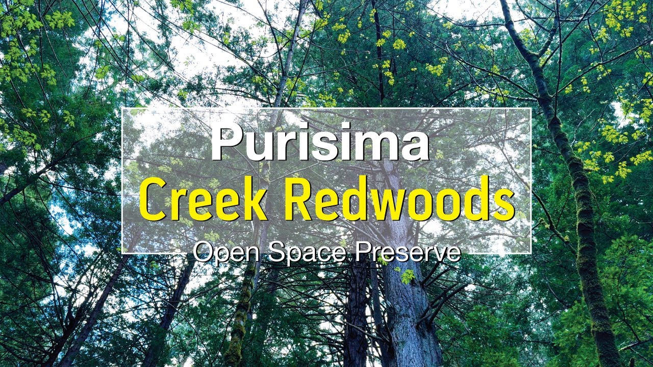 Purisima Creek Redwoods Preserve [April, 2024] #hiking trails #walking ...