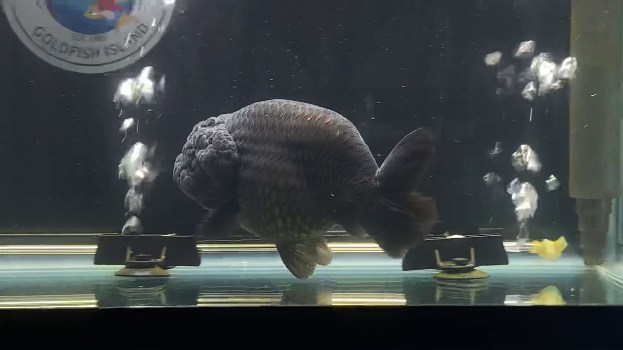 Goldfish Island - 0207RA00B556TA2M1 - YouTube