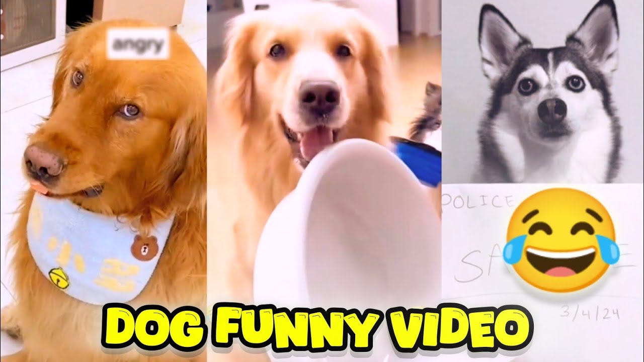 Funny Dog Videos | dog prank dog funny videos fani video funny dog ...