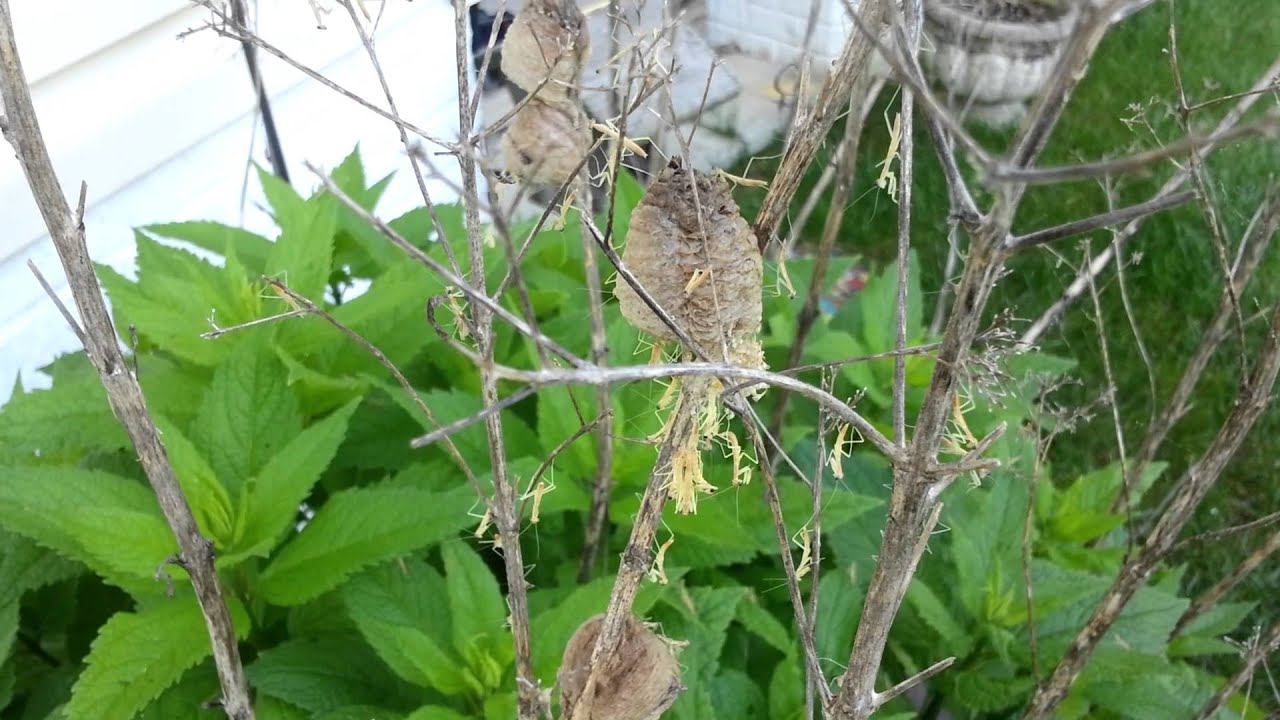 Praying Mantis pod hatching - YouTube
