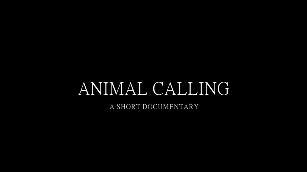 Teaser Trailer for Animal Calling Short Documentary - YouTube
