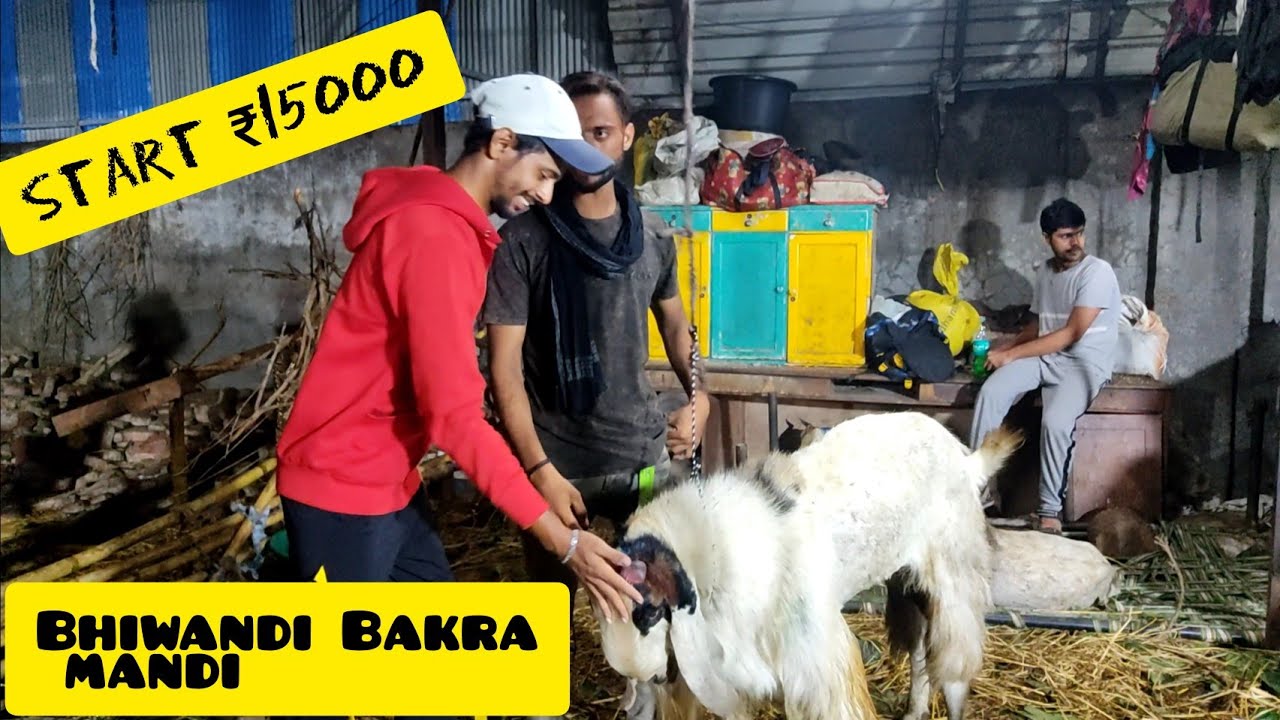 Bhiwandi Bakra Mandi 2022 | Start ₹15000 Avchit Pada Vlog | Tiger Ki ...