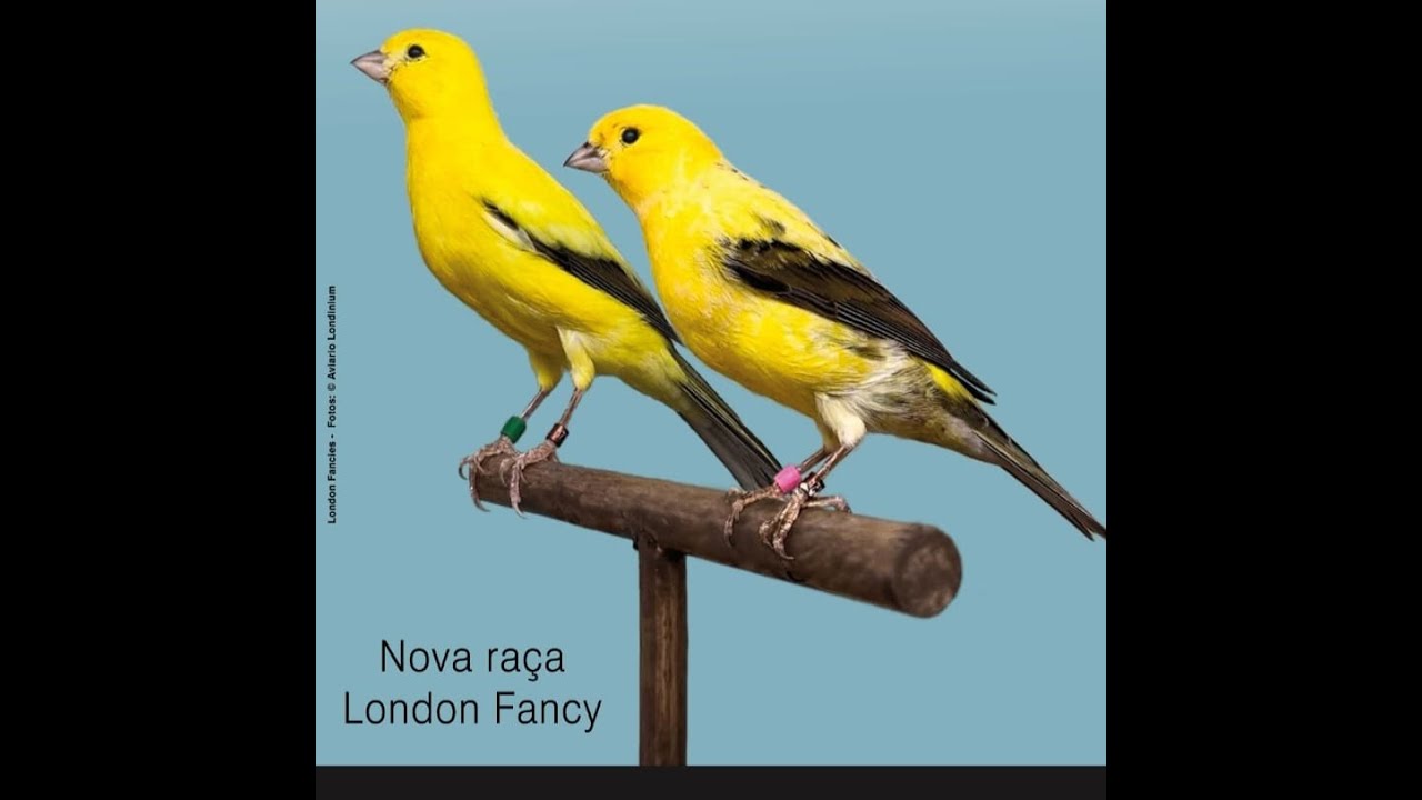 London fancy veio do lizard - YouTube