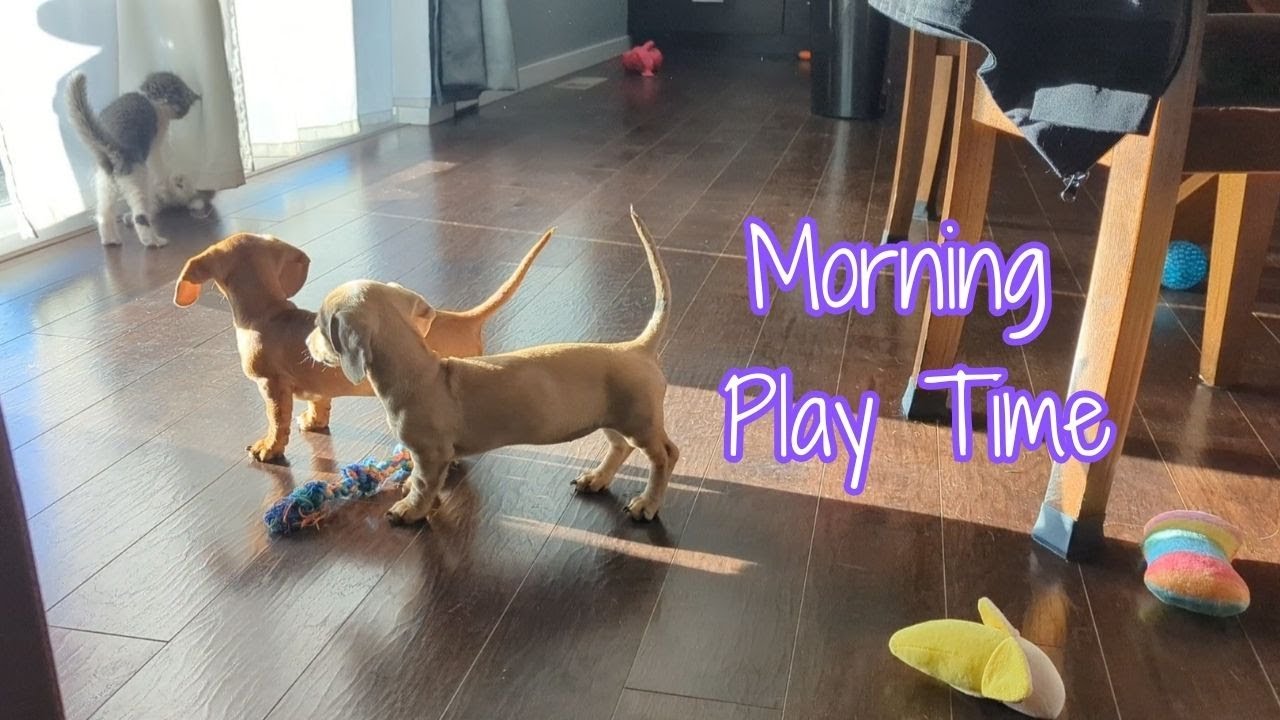 Mini Doxie Puppies and Kittens: Morning Play Time Part 1 - YouTube