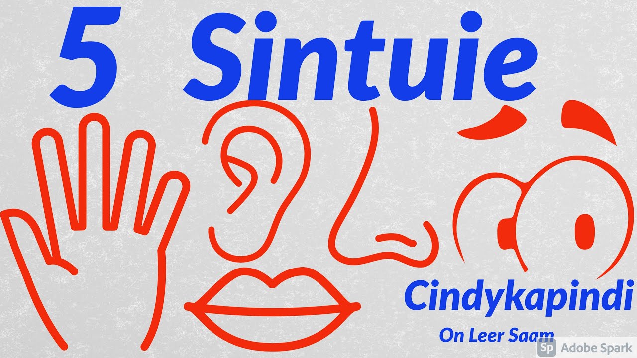 Ons 5 Sintuie saam Cindykapindi - YouTube
