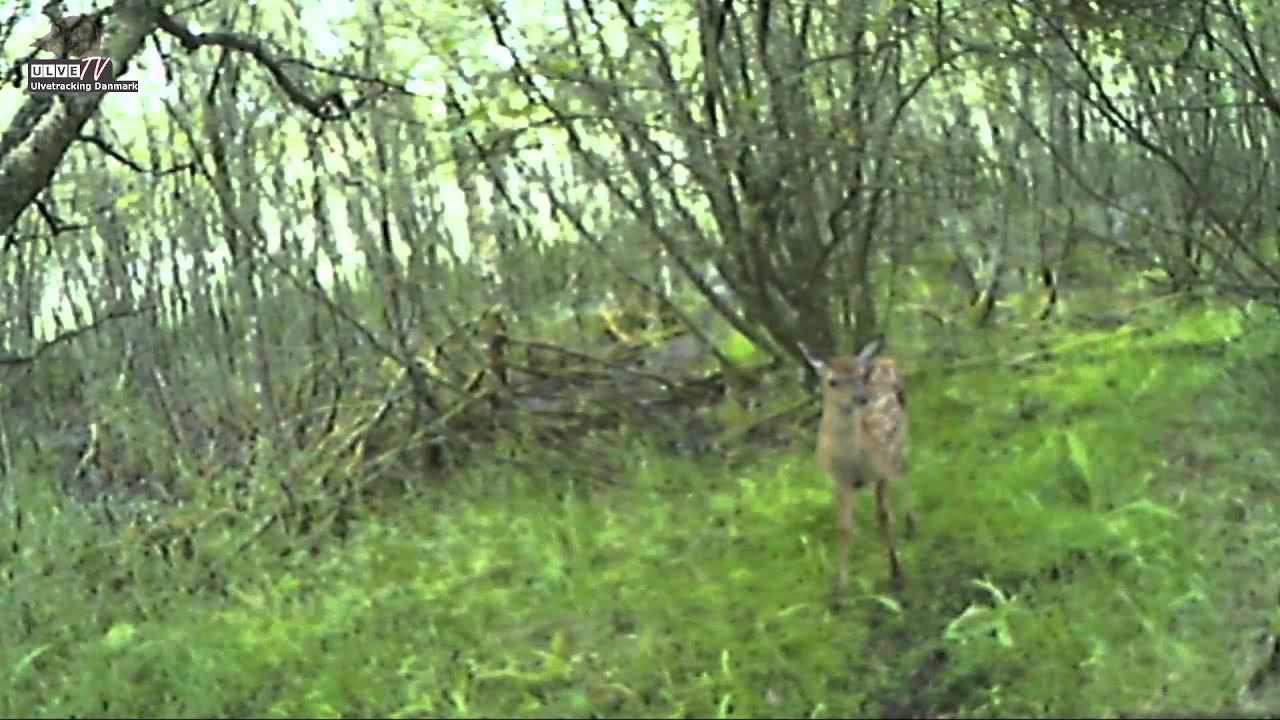 Afslappet kronkalv og kronhind Juli 2015 - Vestjylland - YouTube
