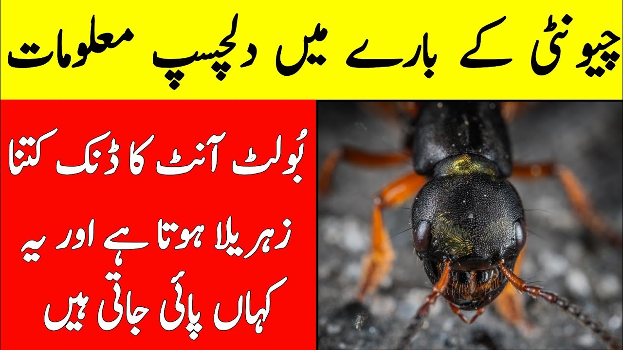 Interesting Information About Ants In Urdu 2022 - YouTube