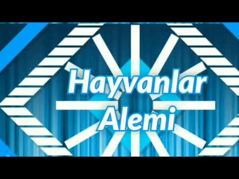 CENTİLMEN HOROZ  NE YAPIYOR