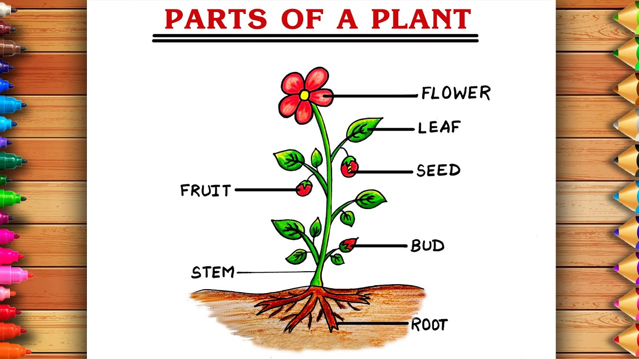 Easy Parts of A Plant Drawing | Diagram of Parts of Plants | Labelled ...