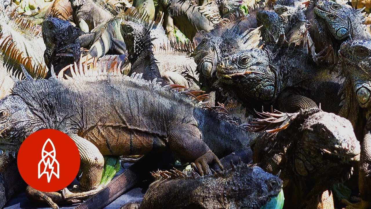 Preserving Prehistoric Lizards With the Iguana King - YouTube