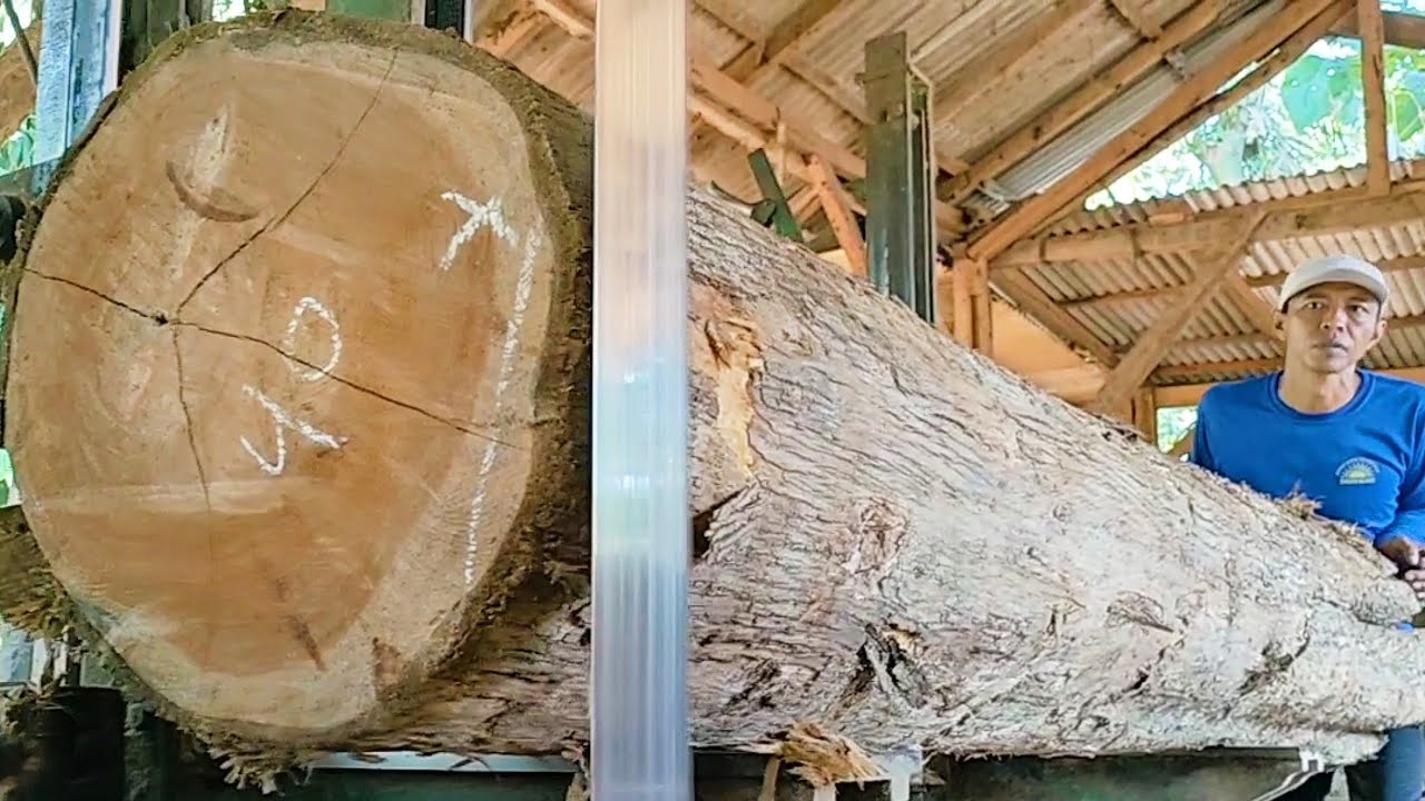 sawing old teak wood trunks full of beautiful grain into 4 cm thick ...