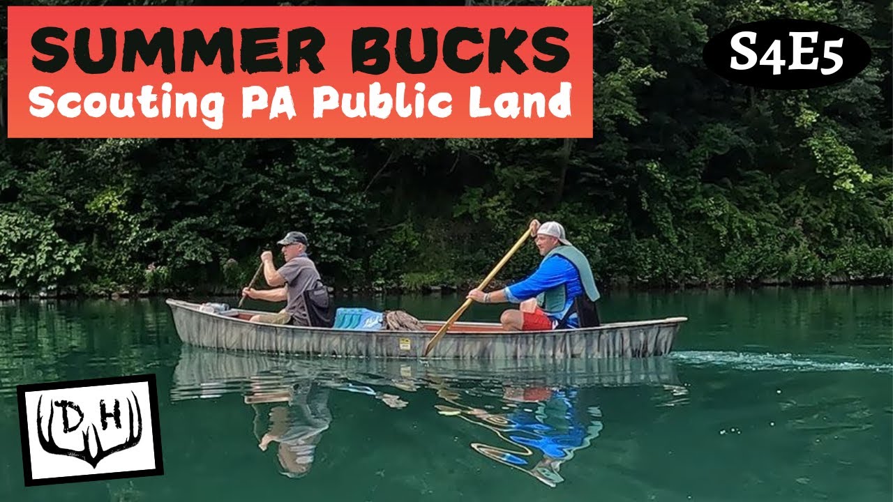 SUMMER BUCKS Scouting PA Public Land - YouTube