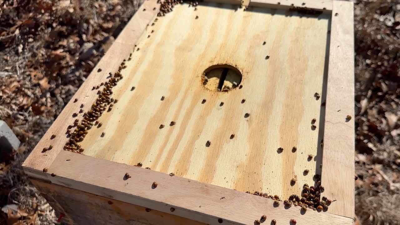 Building a Bee Business Vlog #33 - YouTube