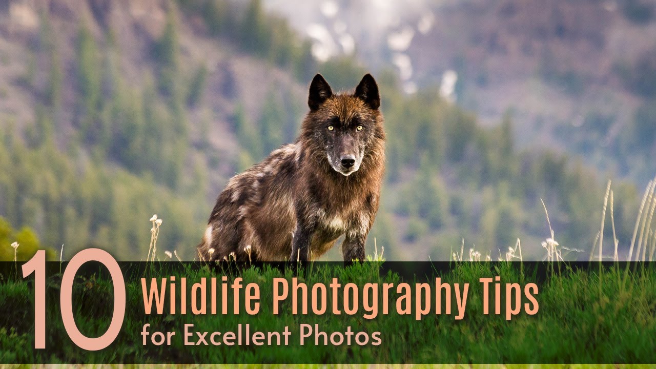 How to Get Excellent Wildlife Photos Just Like the Pros - YouTube