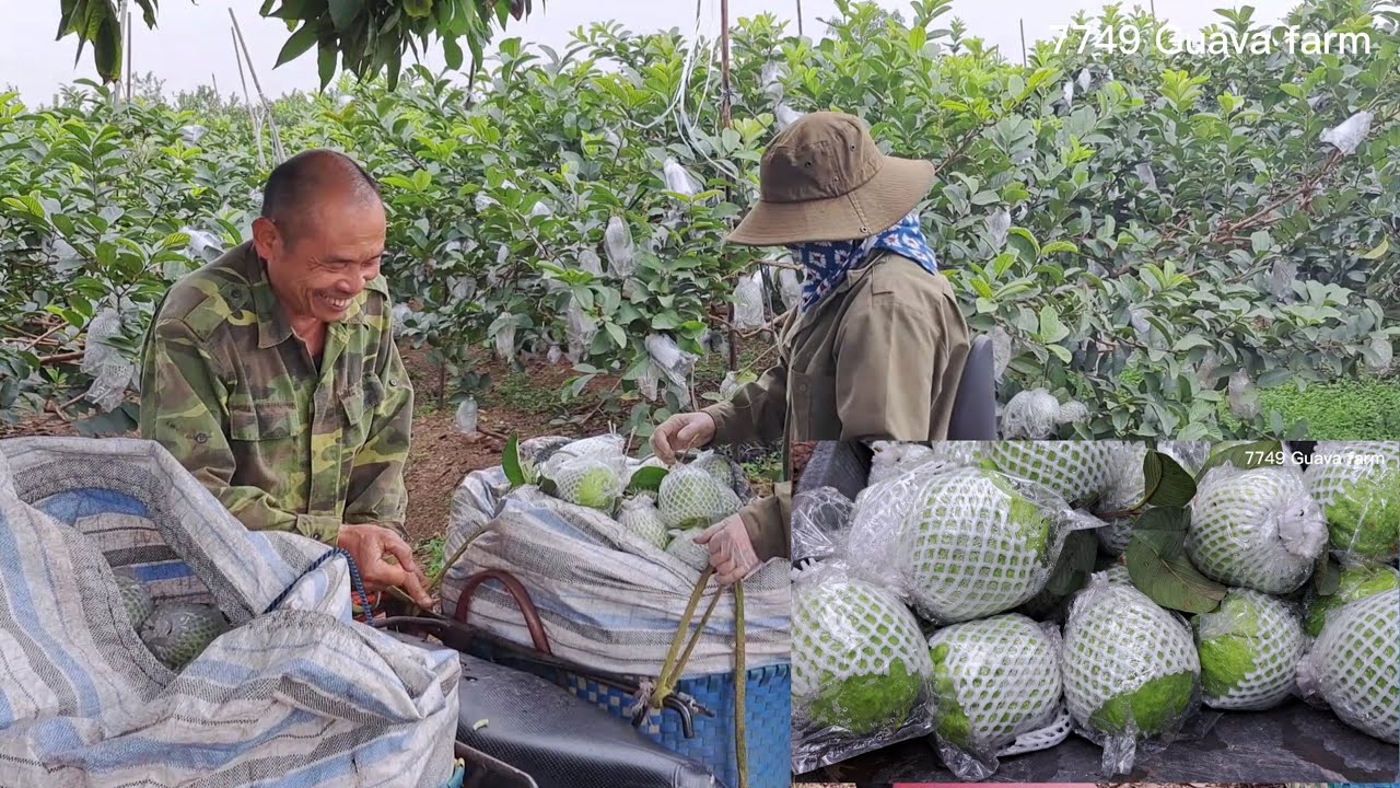 Vườn ổi NỮ HOÀNG siêu sai quả đã vào thu hoạch , ổi được giá do khan ...