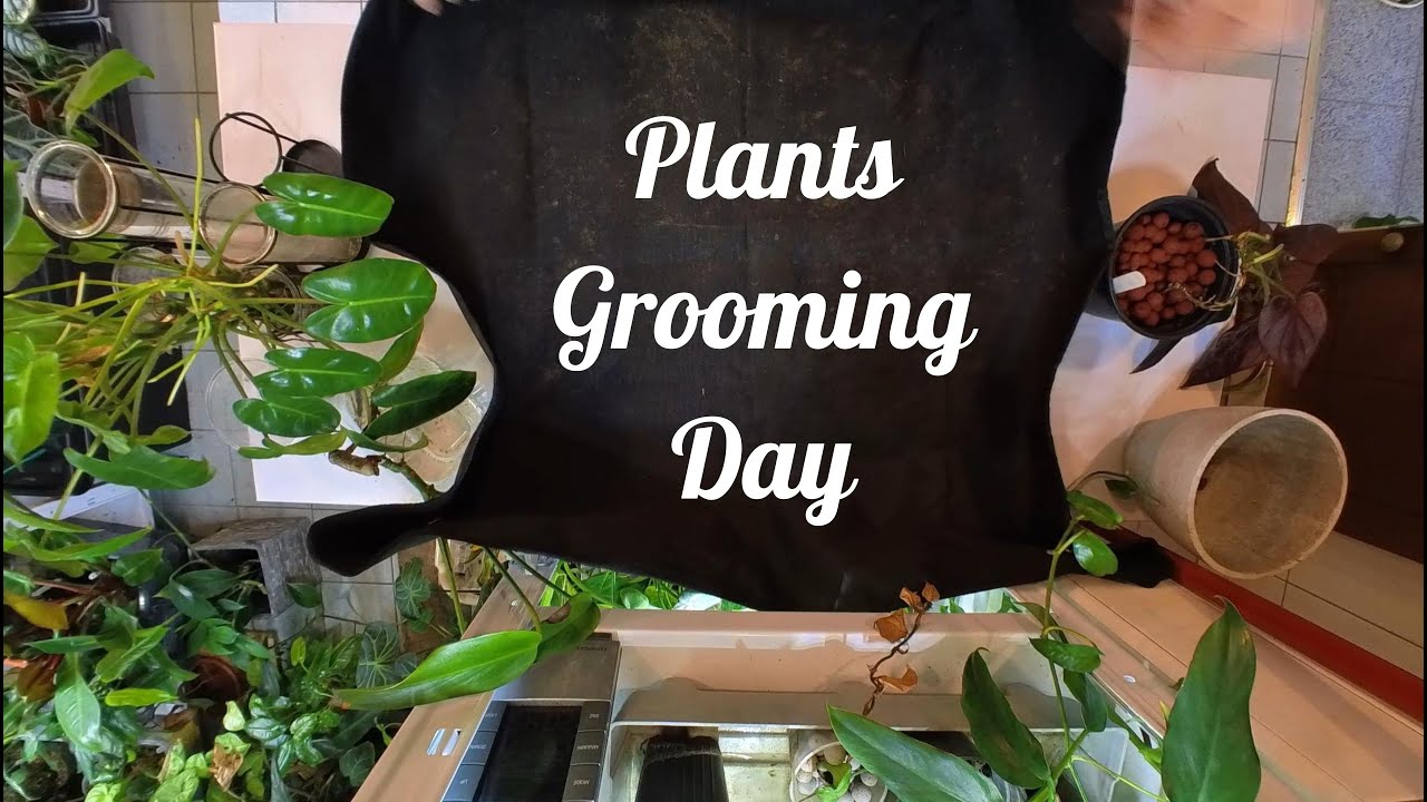 Pruning back Syngonium Red Arrow plant #syngonium #indoorplants # ...