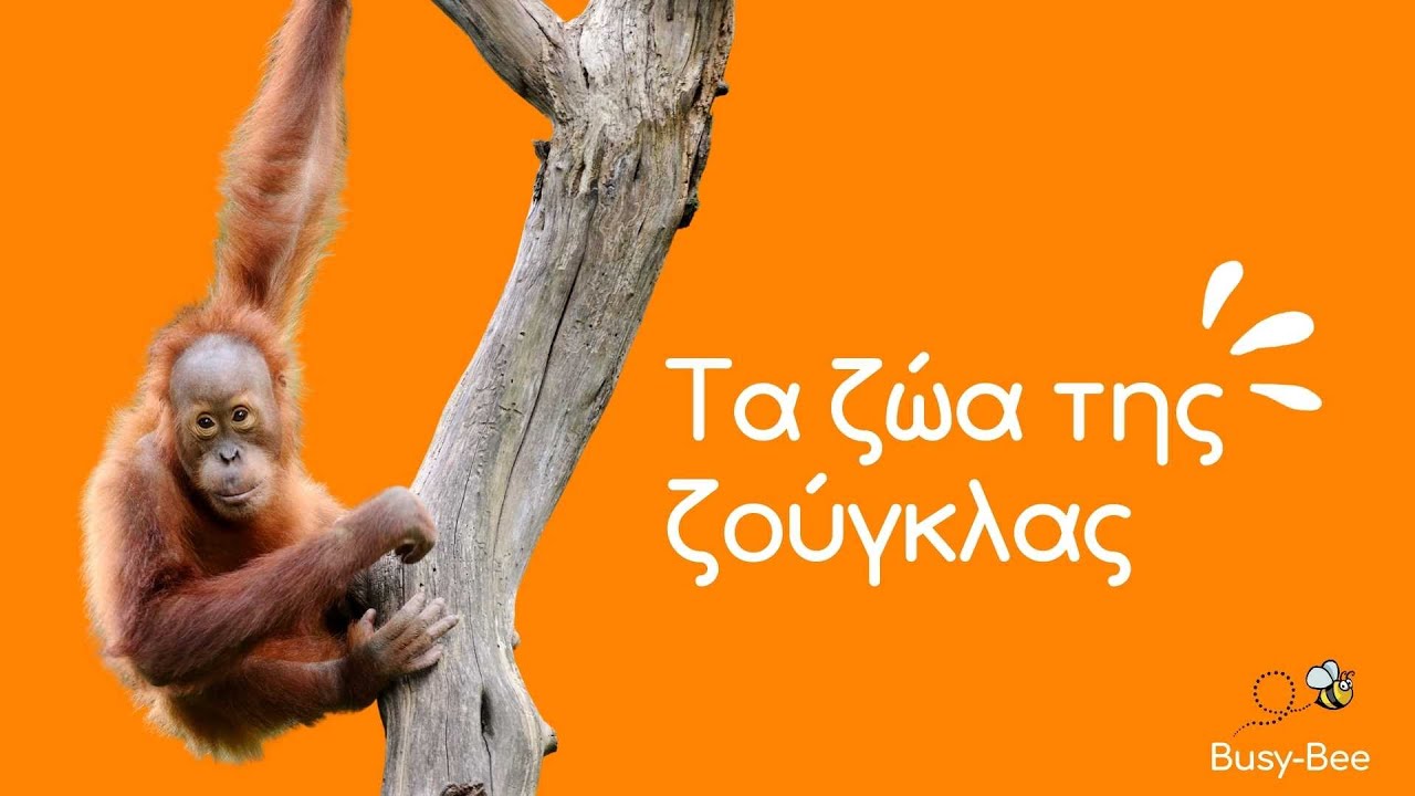 Τα ζώα | Τα ζώα της ζούγκλας - YouTube