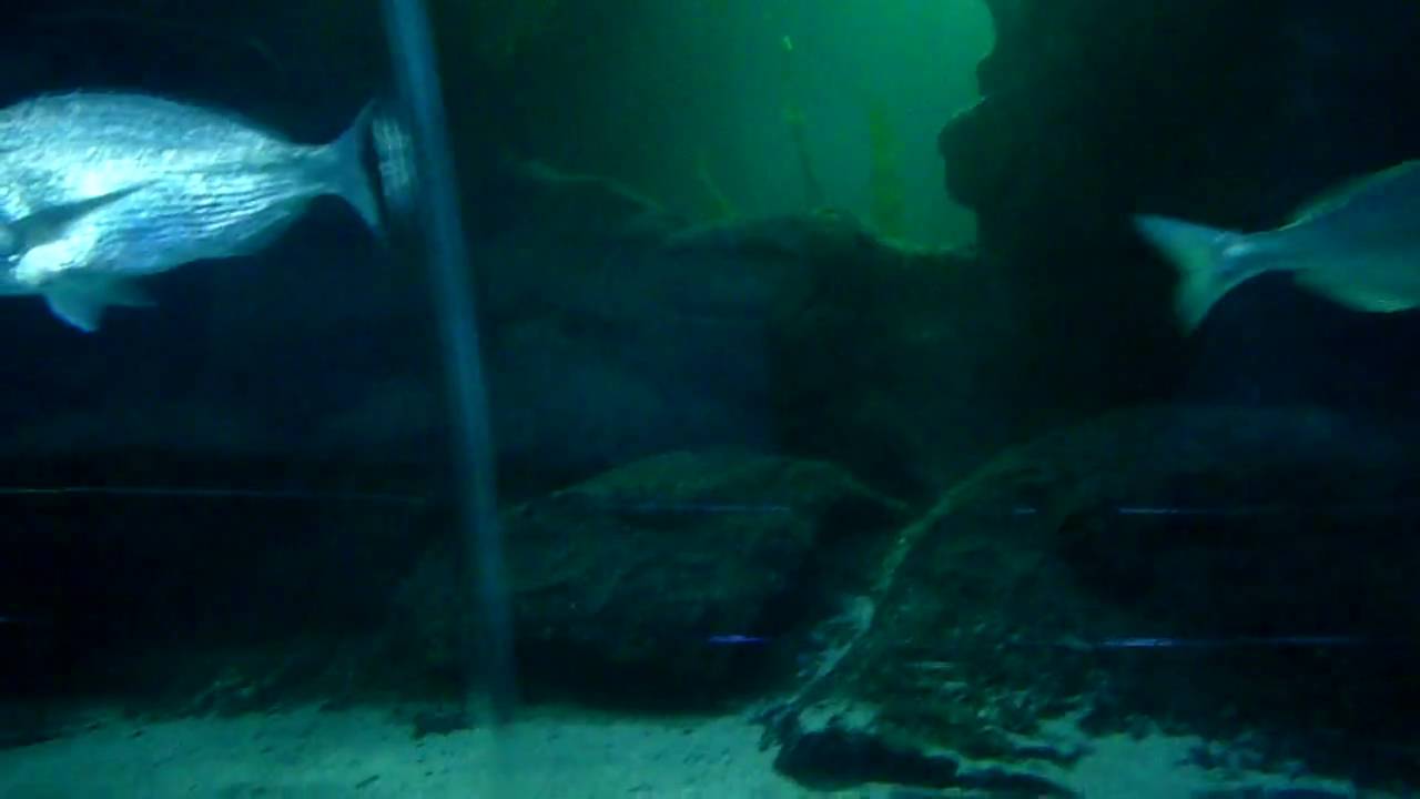 Deep Sea World - Edinburgh - YouTube