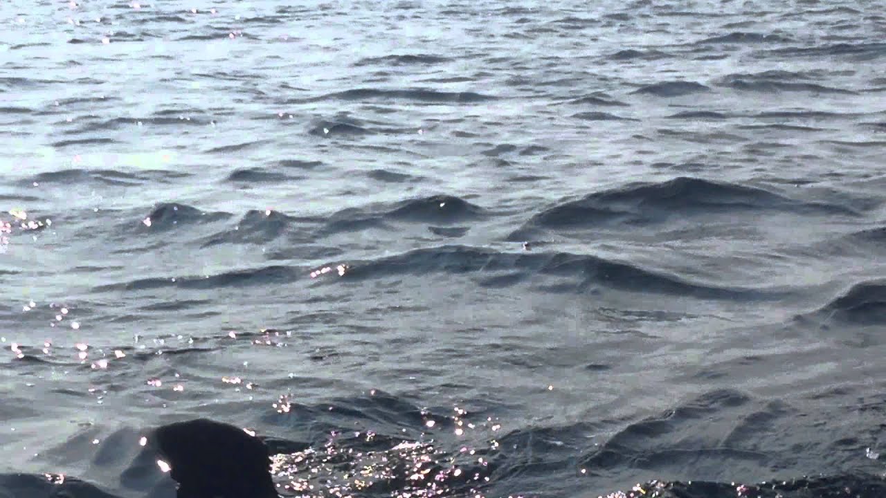 Sea kayaking with a basking shark near Inishshark, Co. Galway - YouTube