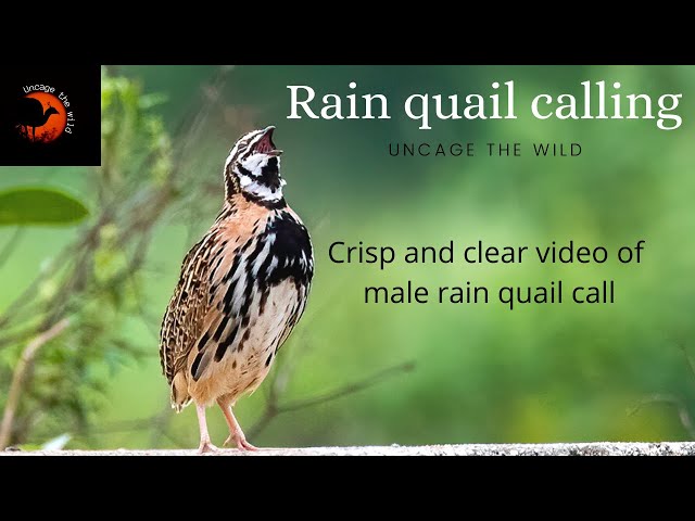 Quail Bird Sounds