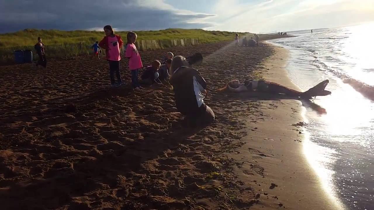 Beached Mermaid Spotted in New Brunswick - YouTube